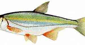 Balta Bitina, pescuit Bitina, afla totul despre balta, momeli folosite ...