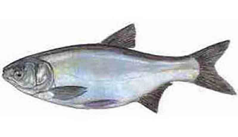 Afla denumirea stiintifica, denumirea populara, caracteristici, aspect ...